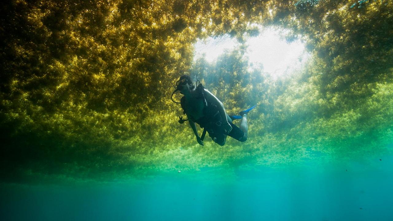 Ein riesiger Algenteppich erstreckt sich über den Atlantik | tagesschau.de