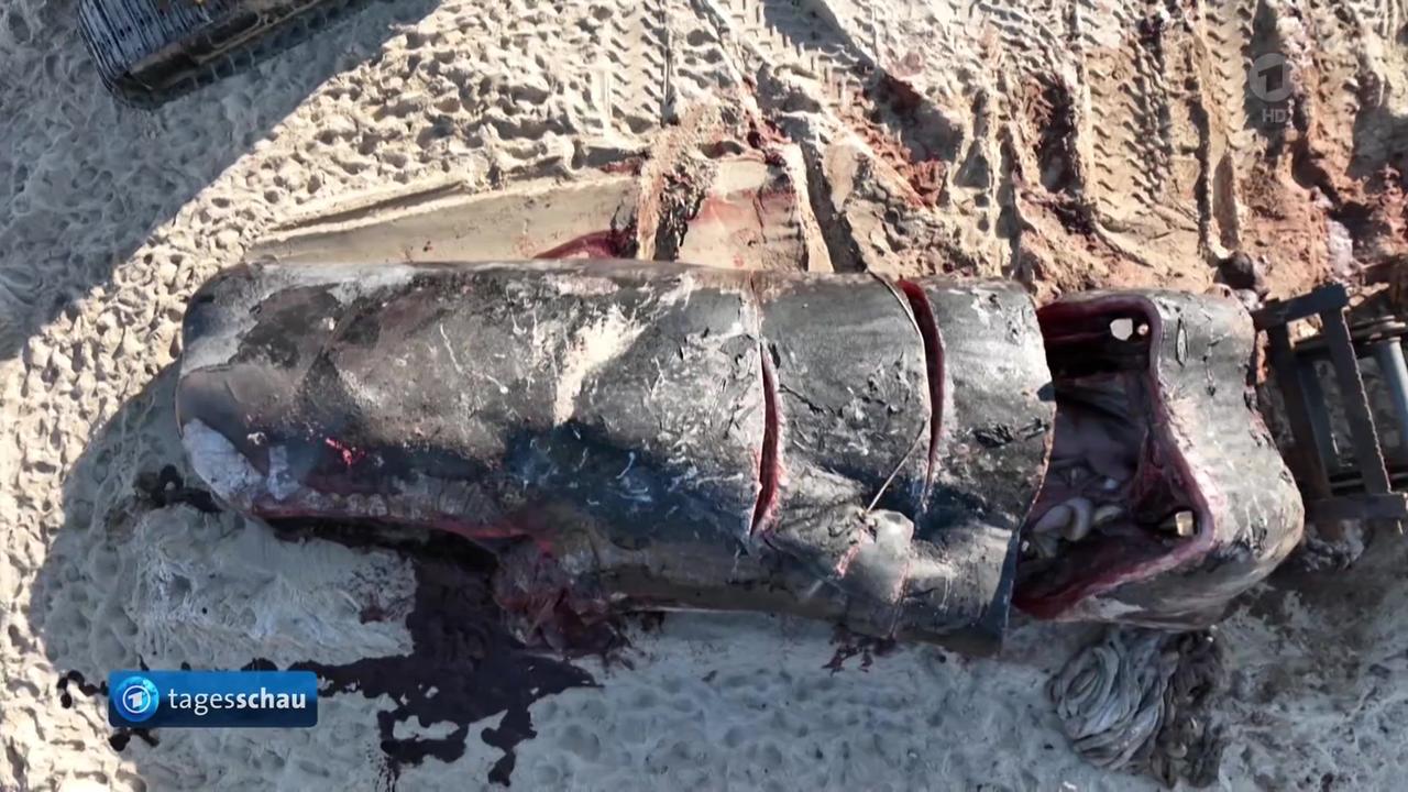 Gestrandeter Pottwal am Strand von Sylt wird zerlegt und abtransportiert | tagesschau.de