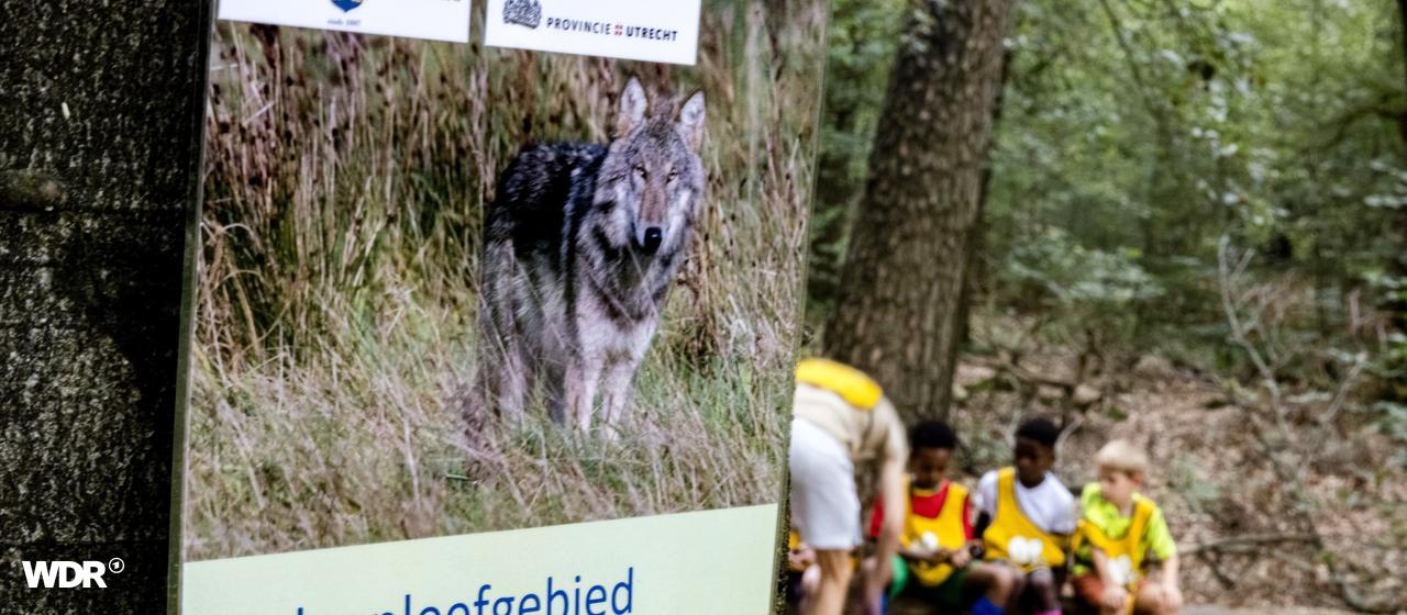 Nordrhein-Westfalen: Wolf greift Kind bei Utrecht an: Behörden ...