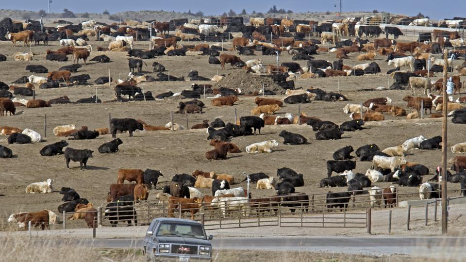 USA und EU einigen sich auf Handelsabkommen zu Rindfleisch | tagesschau.de