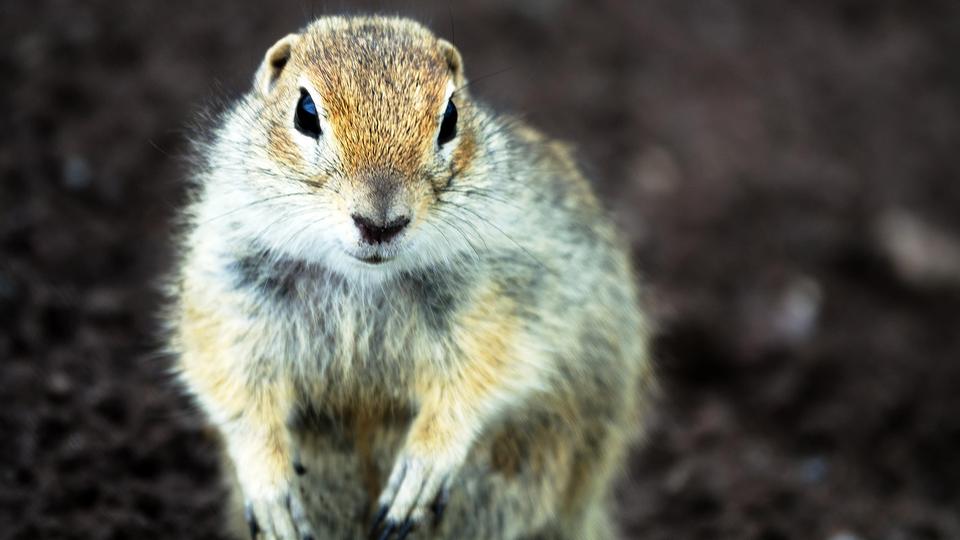 Fünf Ursachen des Artensterbens - und was wir dagegen tun können ...