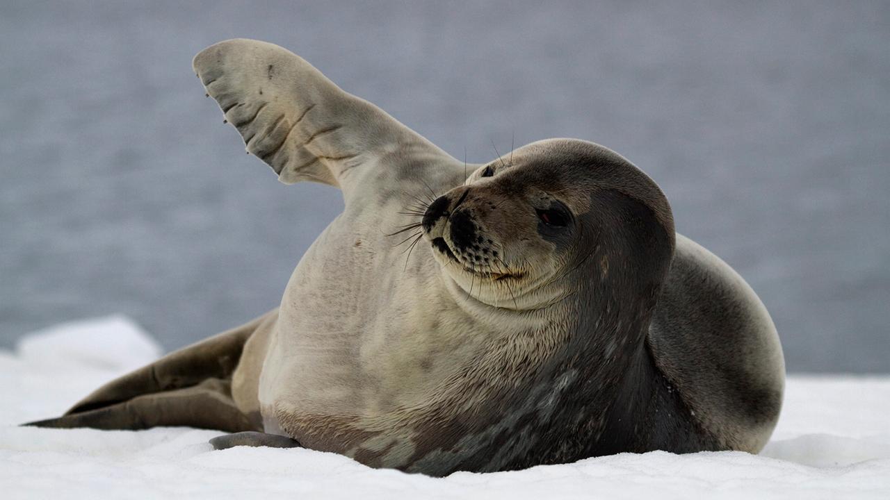Folgen des Klimawandels: Das Schweigen der Robben | tagesschau.de