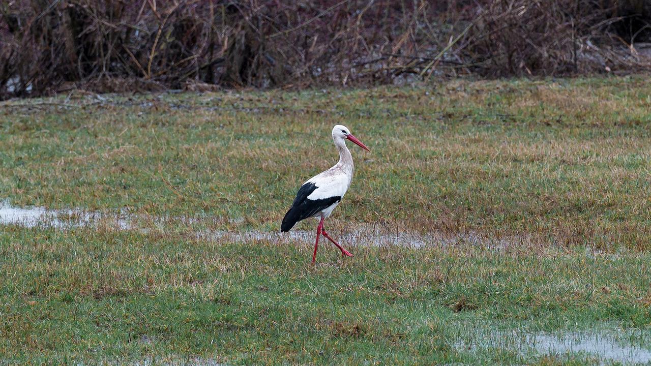 Storch in Bayern, Karneval in Nordmazedonien, Regenwetter am Deutschen ...