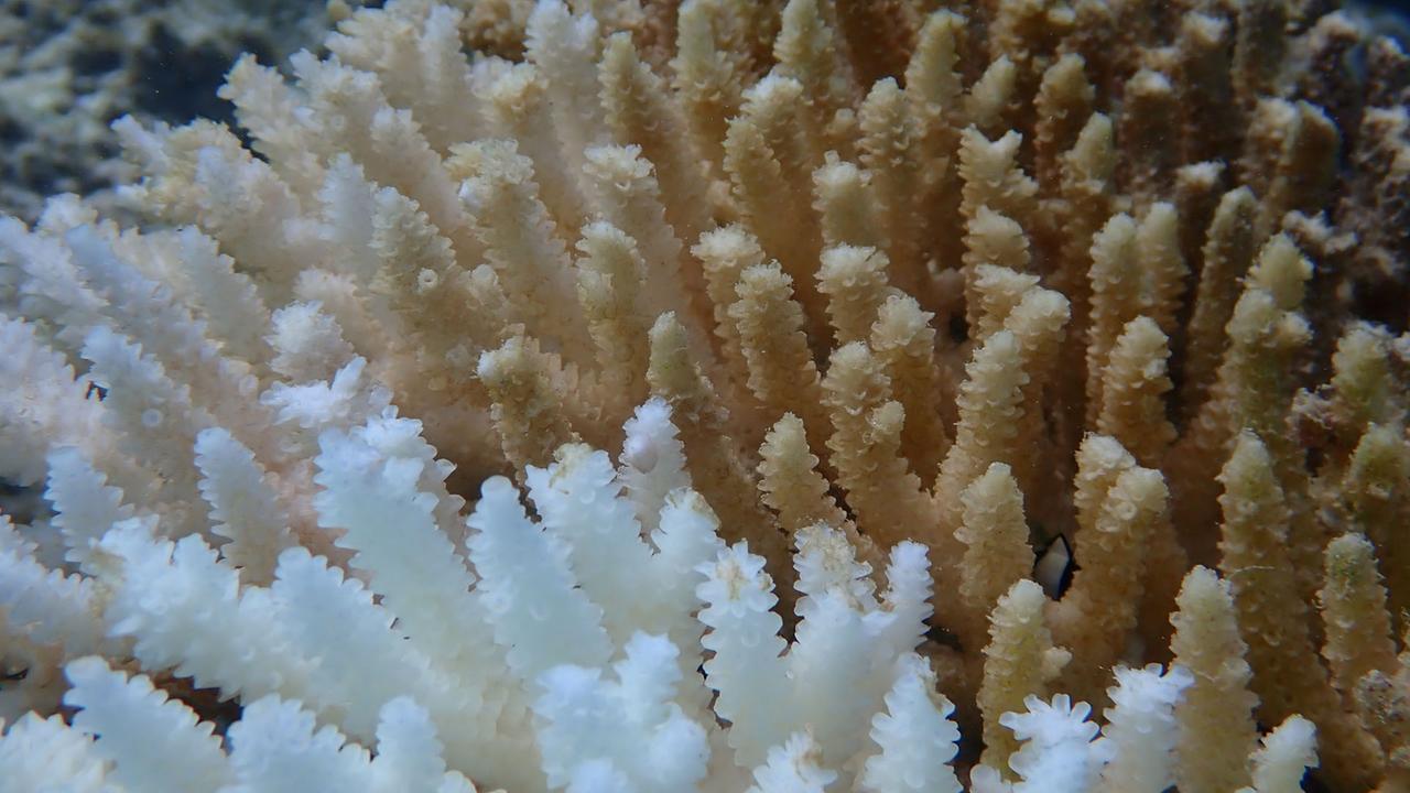 Bokep terbaru firal the provider is certainly not the girl