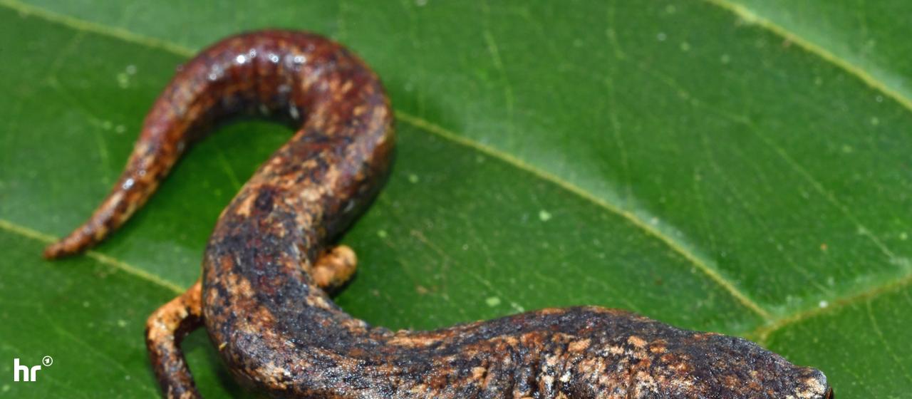 Hessen: "Gold-Opfer": Hessische Forscher entdecken neue Salamander-Art ...