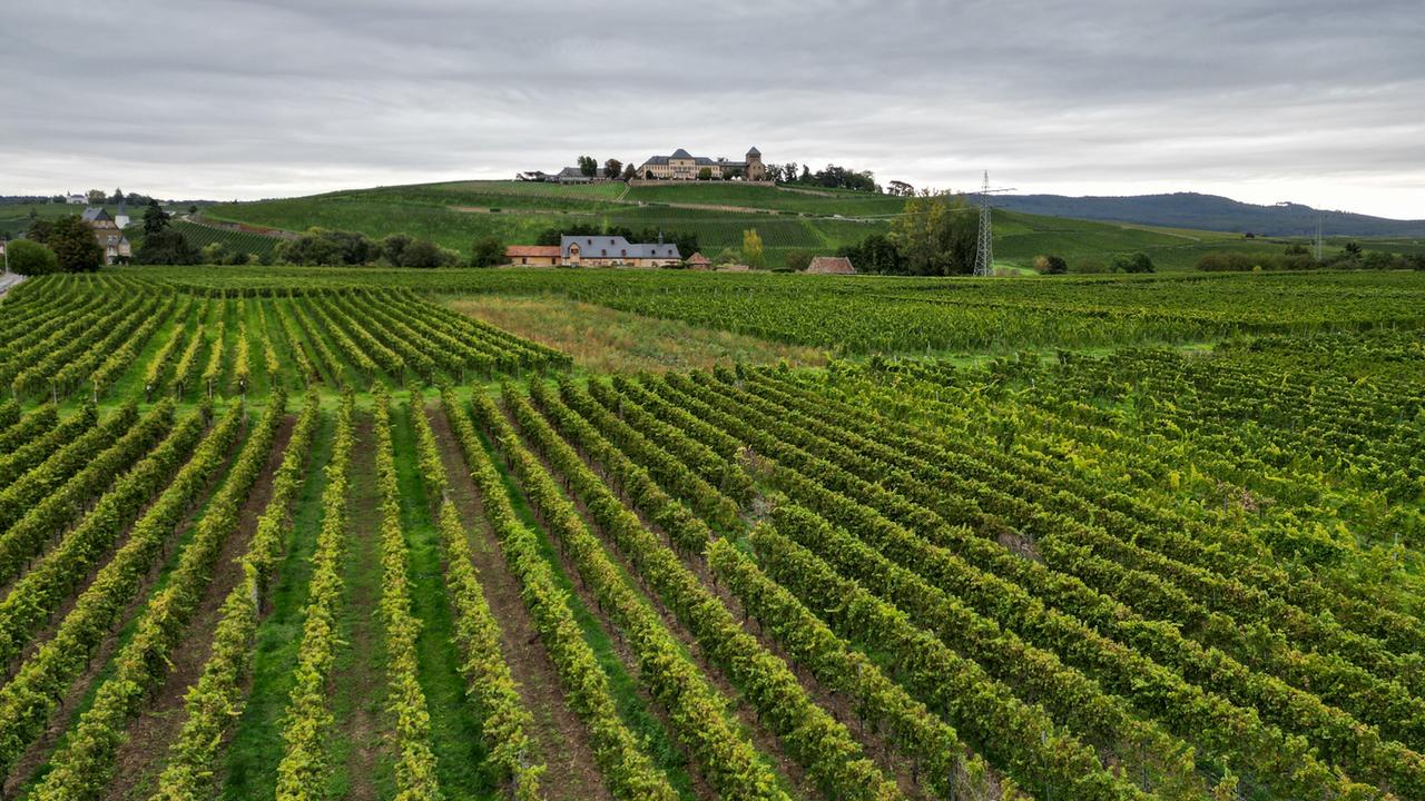 Hessen: Klimawandel: Hochschule Geisenheim will Rheingau zur ...
