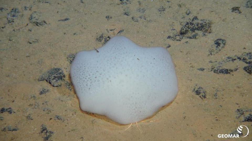 Folgen von Tiefseebodenbergbau noch nicht abzusehen | tagesschau.de