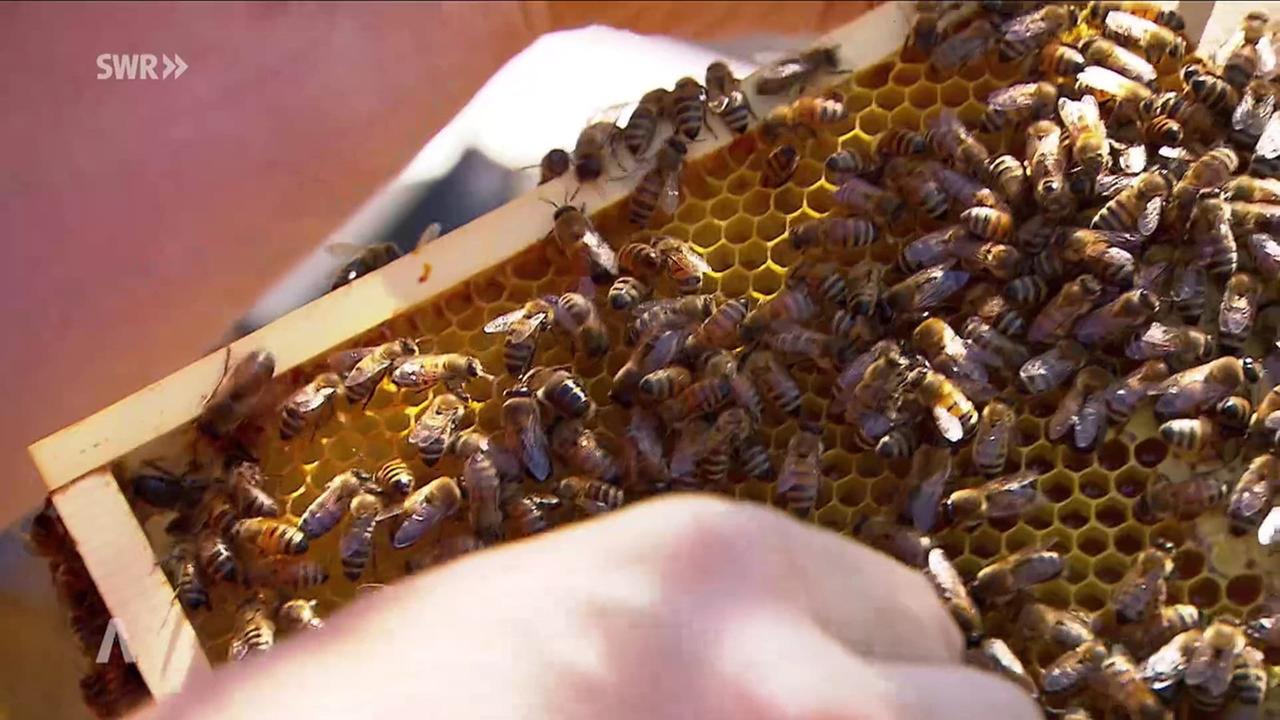 Tinder für Bienen? Neues Projekt im Kampf gegen die Varroamilbe ...