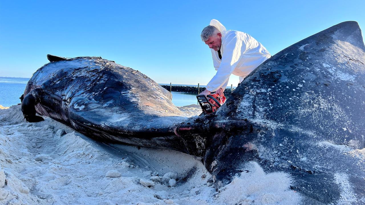 Sylt: Toter Pottwal wird zerlegt - und dann abtransportiert | tagesschau.de