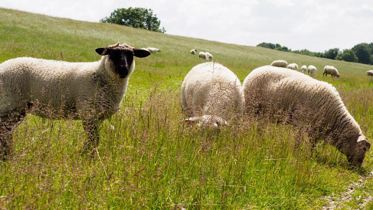 Niedersachsen: Ein Schaf liegt auf dem Rücken? Bitte schubsen ...