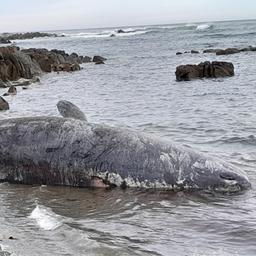 Neuseeland: Erneut Hunderte Wale gestrandet | tagesschau.de