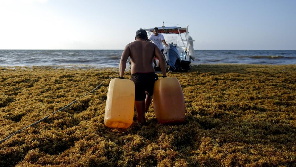 Ein riesiger Algenteppich erstreckt sich über den Atlantik | tagesschau.de