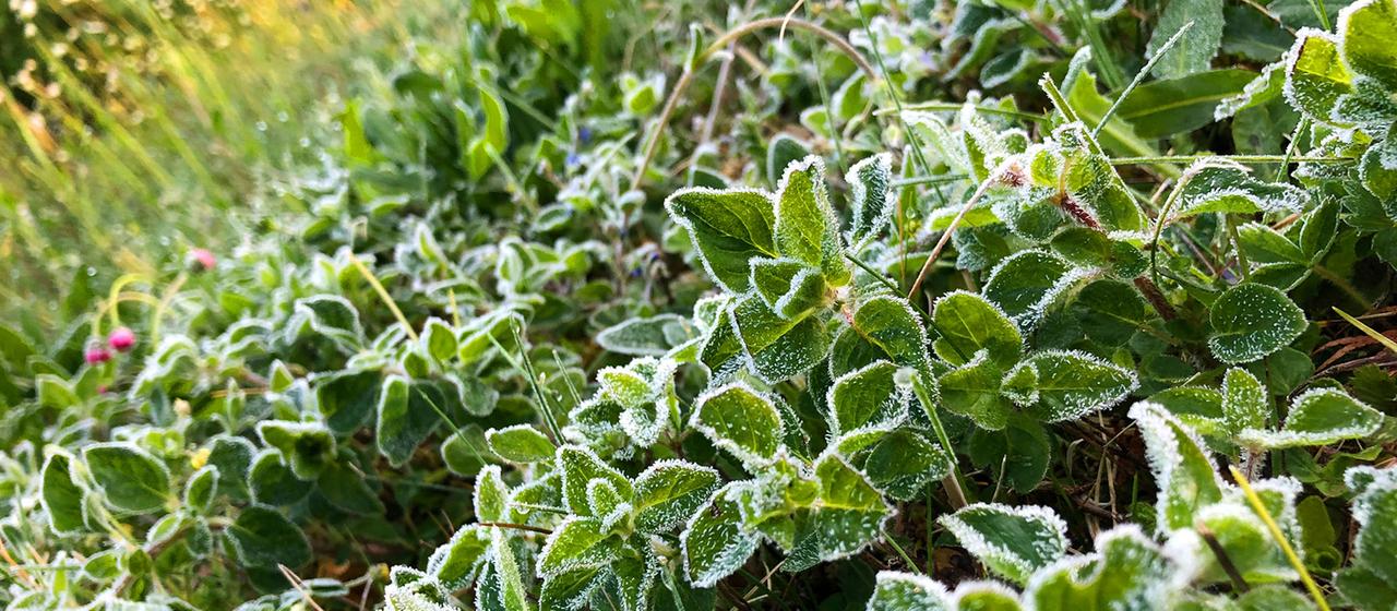 Klimawandel: Gilt altes Wetterwissen noch für die Eisheiligen ...