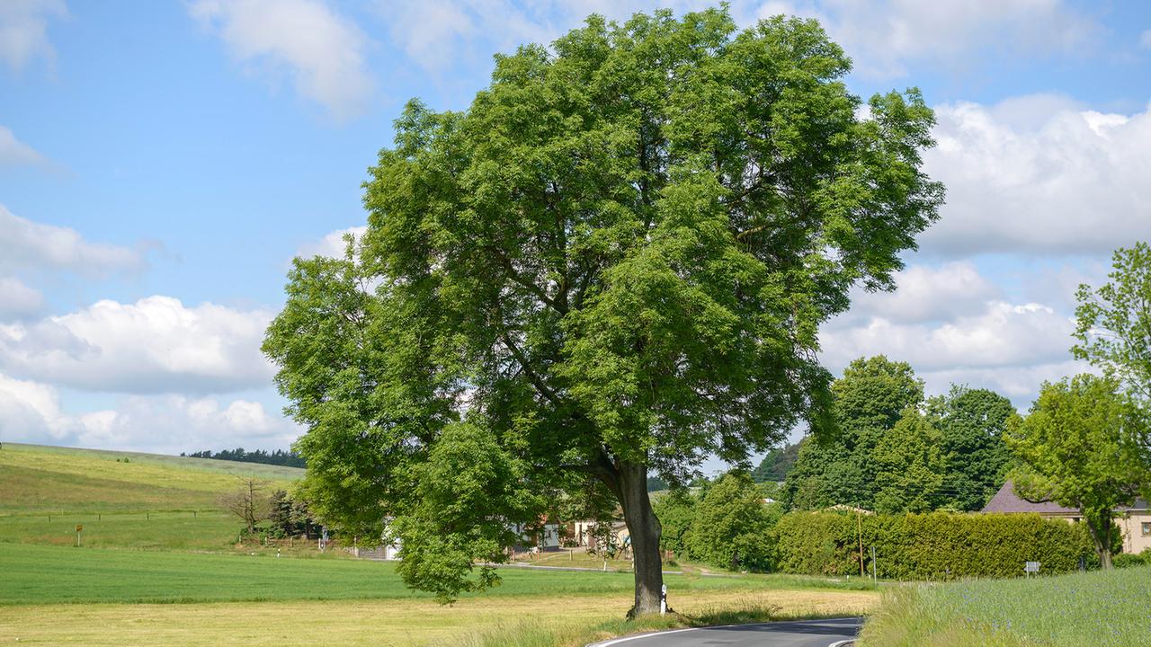 Pilzerkrankung bei Laubbaum: Stirbt die Esche aus? | tagesschau.de