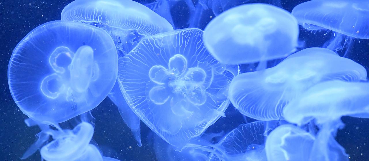 Immer mehr Quallen im Meer? | tagesschau.de