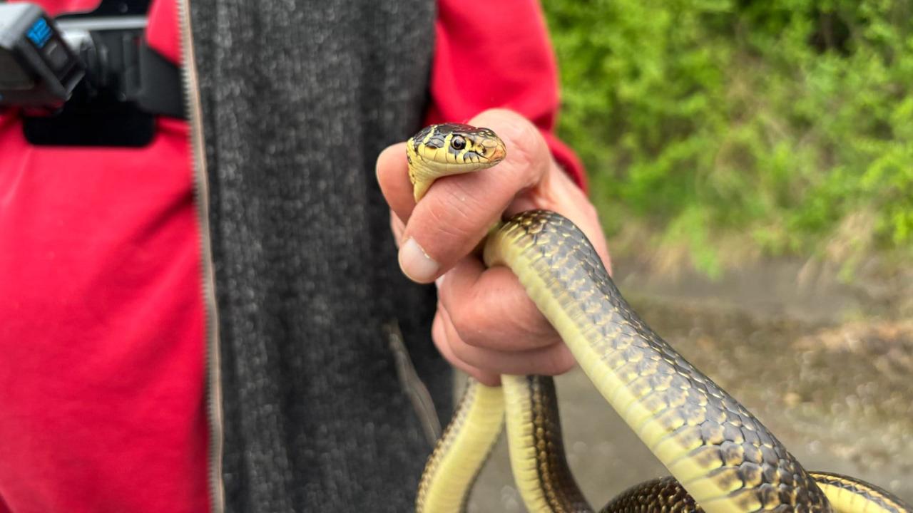 SWR-Reporterin Jessica Cichy zu Schlangen in Zweibrücken | tagesschau.de