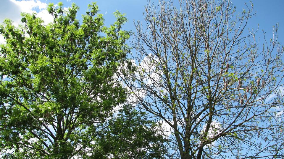 Pilzerkrankung bei Laubbaum: Stirbt die Esche aus? | tagesschau.de