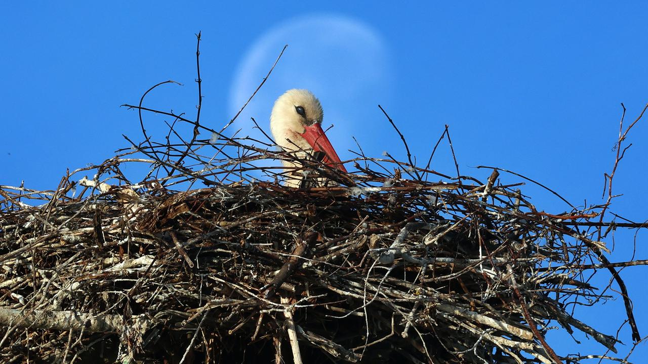 Storch vor Mond, Fitzgeraldpreis für Richard Ford, Pfau in Indien ...