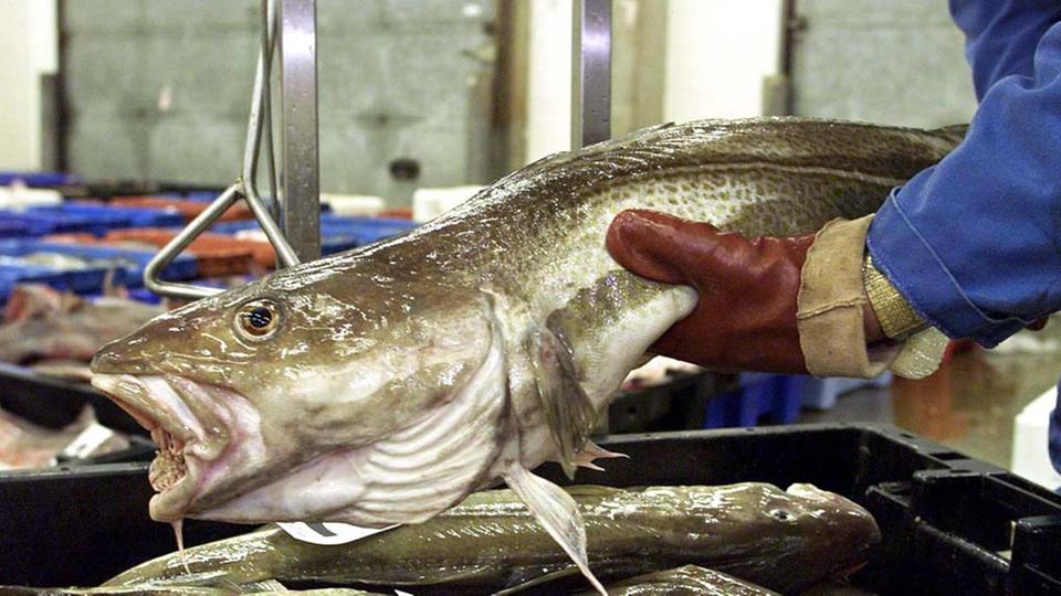 Fischerei-Reform: Noch mehr Schutz für Europas Fische | tagesschau.de