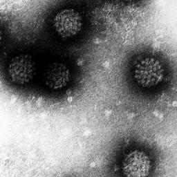 STIKO empfiehlt RSV-Immunisierung für Neugeborene | tagesschau.de