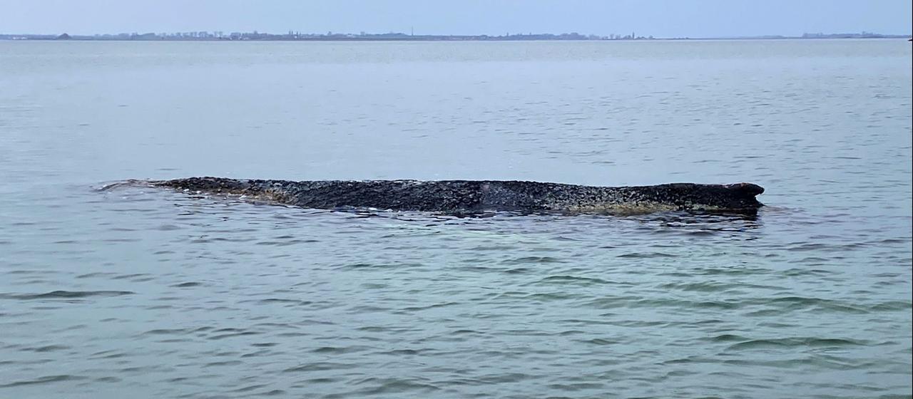 Erneut von Sandbank befreit: Buckelwal in der Ostsee schwimmt wieder ...