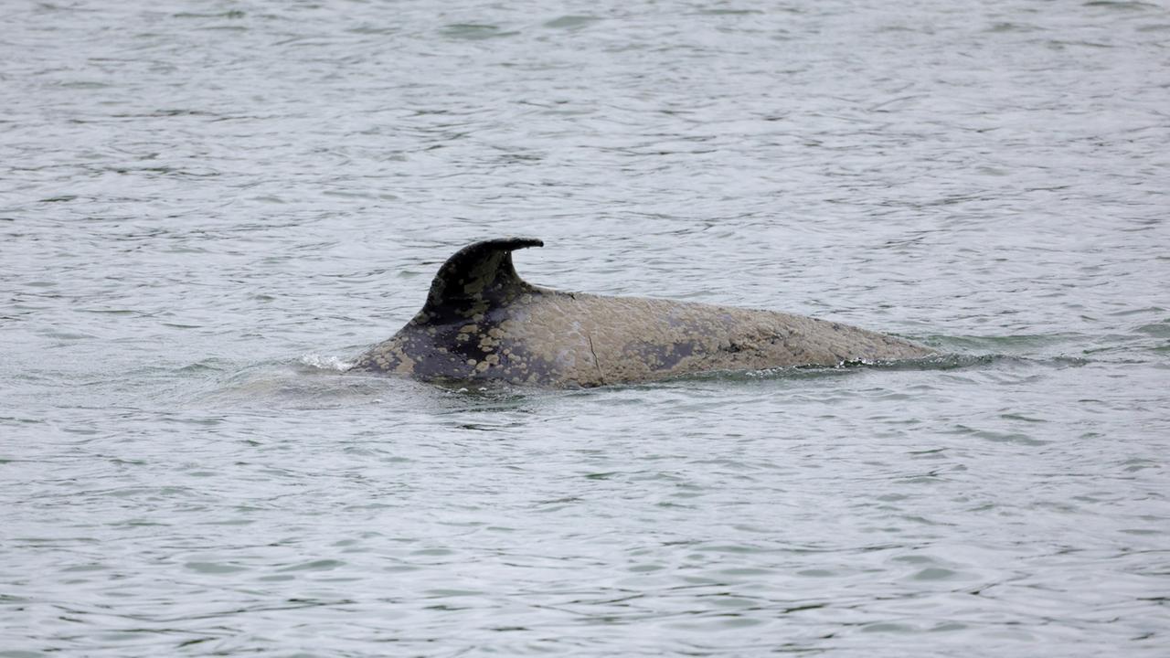 Orca in der Seine: Verirrter Wal wird eingeschläfert | tagesschau.de