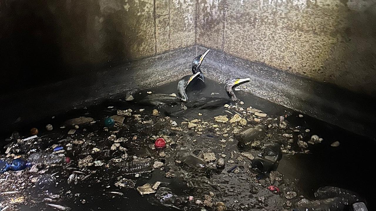 Berlin: Knapp 80 Kormorane aus Notlage am Tempelhofer Hafen gerettet ...