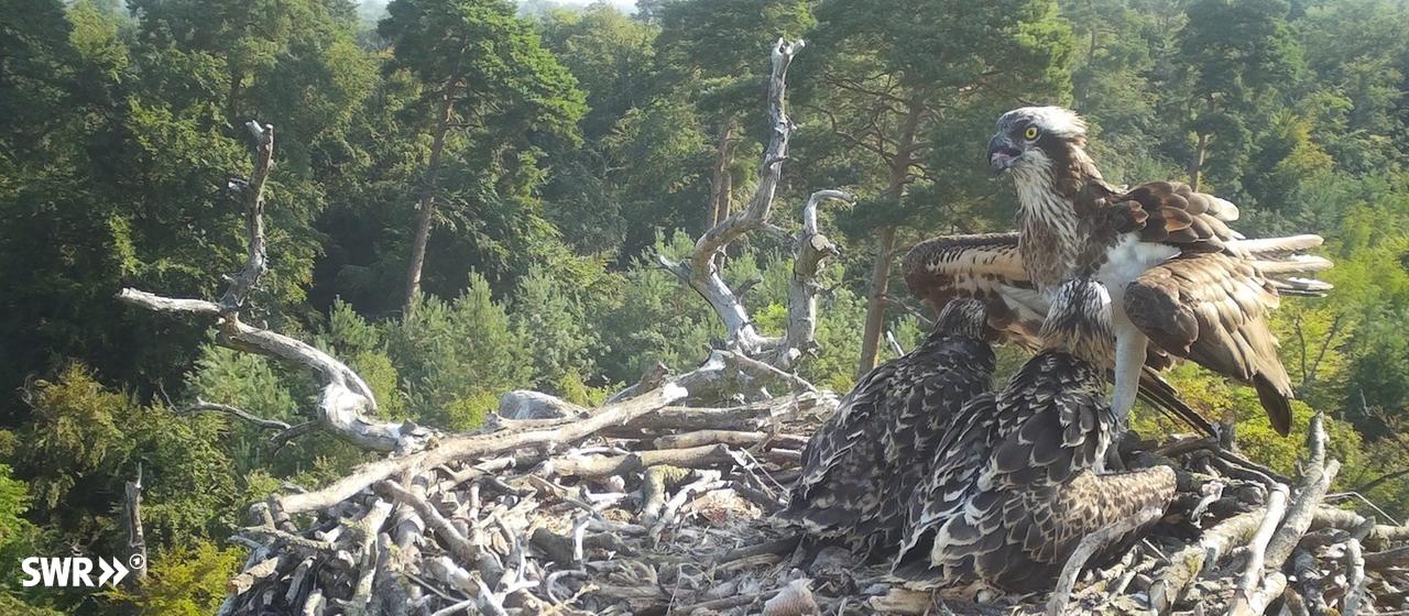 Baden-Württemberg: "Die Rückkehr der Fischadler" in BW: Jungvögel Luke ...