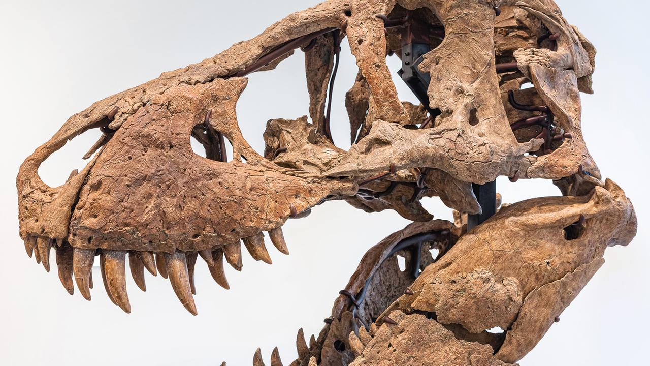 T-Rex-Schädel für sechs Millionen US-Dollar versteigert | tagesschau.de