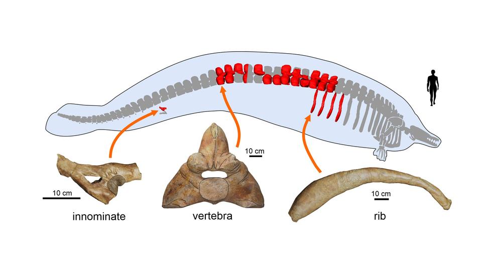 Urzeit-Wal ist möglicherweise schwerstes Tier aller Zeiten | tagesschau.de
