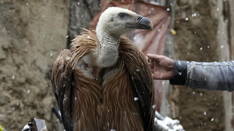 Neuen Vogelgrippe-Varianten bedrohen die Artenvielfalt | tagesschau.de