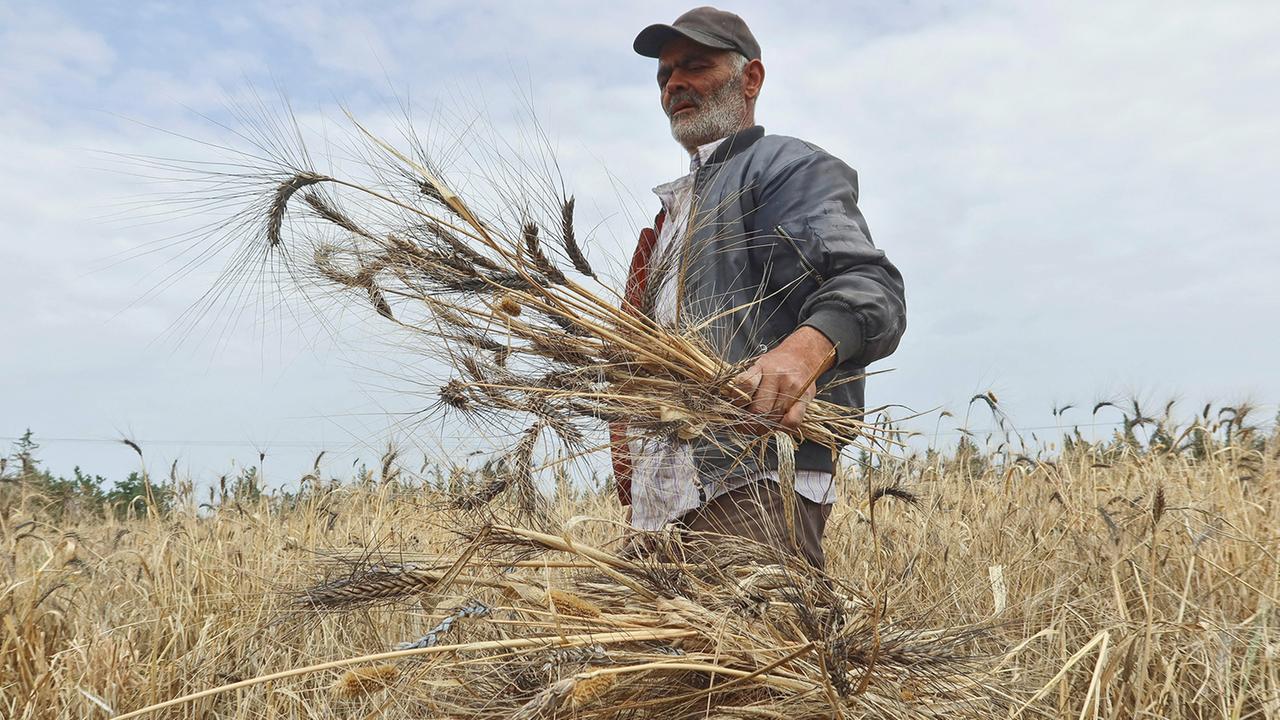 Weizen wird in Tunesien zur Mangelware | tagesschau.de