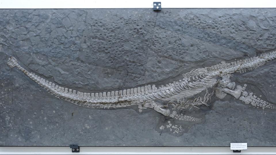 Neuer Meeressaurier in Fossil aus Baden-Württemberg entdeckt ...