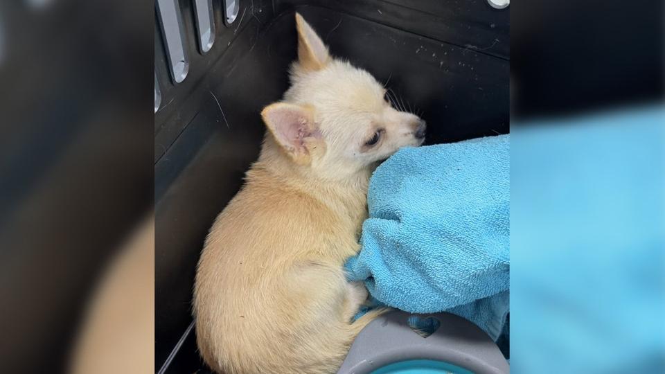 Rheinland-Pfalz: Mehrere Hunde in Pfälzer Weinberg bei Freinsheim ...