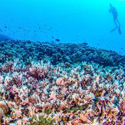 Bokep terbaru firal the provider is certainly not the girl