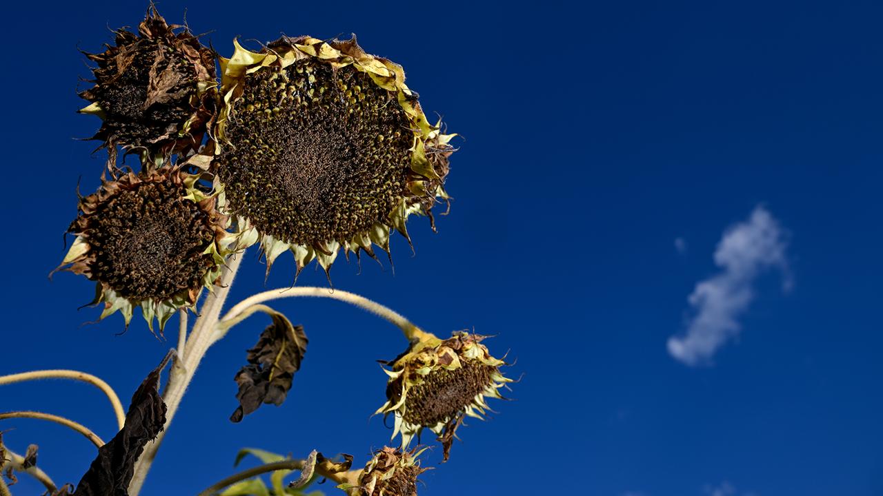 Daten zum Klimawandel: Erderwärmung immer häufiger über 1,5 Grad | tagesschau.de