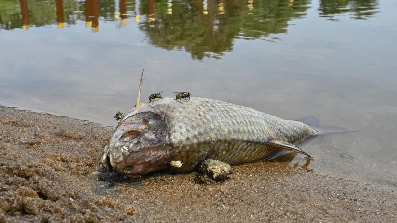 Fischsterben: Dramatische Folgen für Ökosystem und Menschen | tagesschau.de