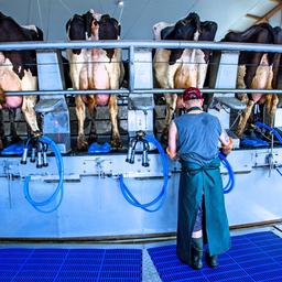 Milchviehhalter schlagen Alarm: Betriebsaufgaben drohen | tagesschau.de