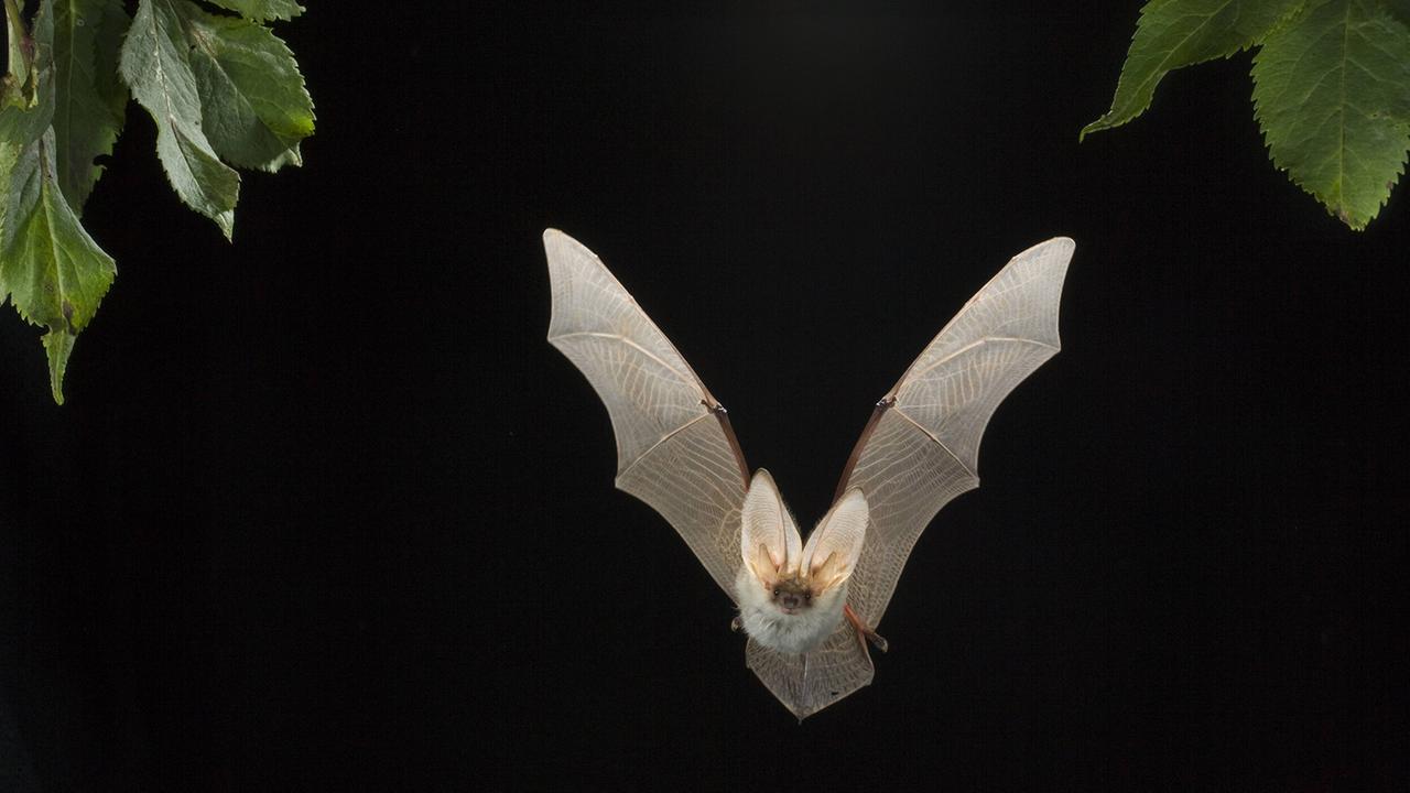 Fledermäuse in Deutschland: Von der Mopsfledermaus bis zum Braunen ...