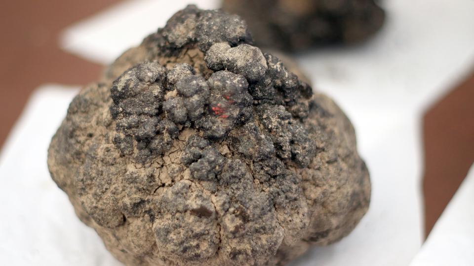 Folgen von Tiefseebodenbergbau noch nicht abzusehen | tagesschau.de