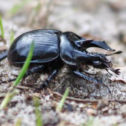 Tier des Jahres 2024: Der Igel macht das Rennen | tagesschau.de