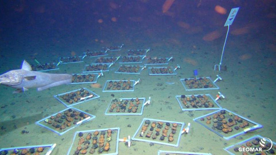 Folgen von Tiefseebodenbergbau noch nicht abzusehen | tagesschau.de